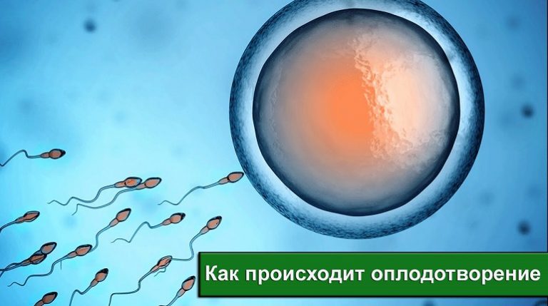 Где и как происходит оплодотворение у человека